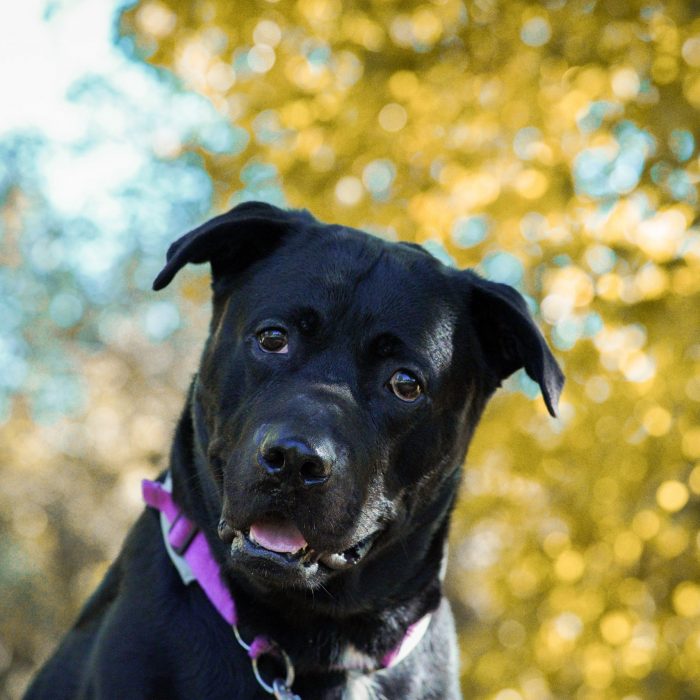 Mylo – Vermittelt – TierheimVelbert