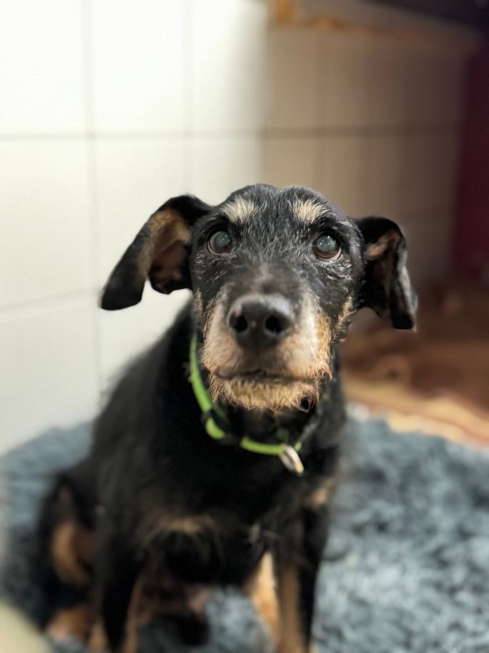 Fussel – auf Dauerpflegestelle – TierheimVelbert